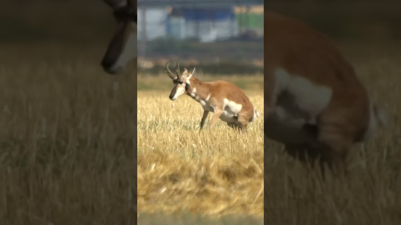 Slow-Motion Antelope Kill Shot! PRONGHORN DOWN! - YouTube
