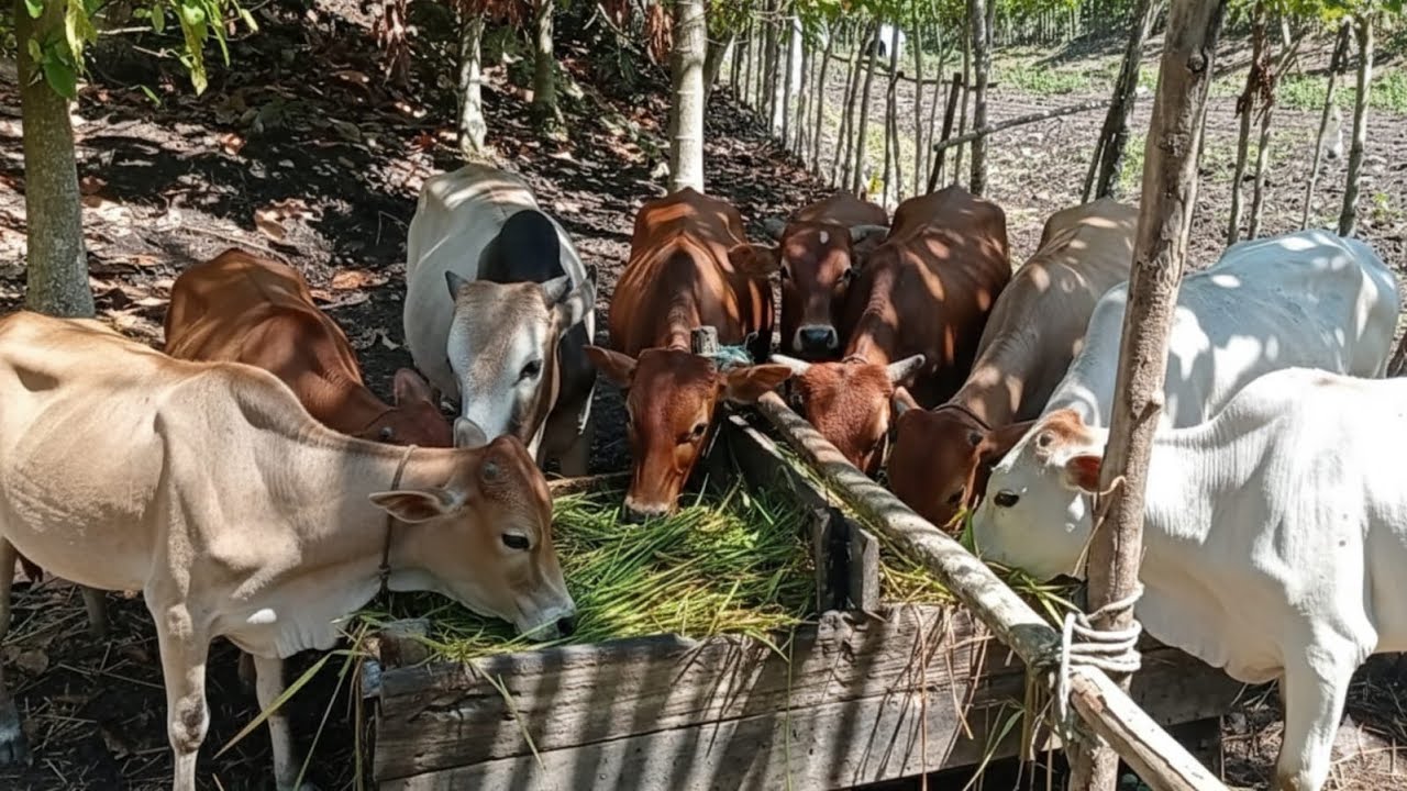 Day 49 Feeding the Cute Cows: A Fun Day in the Rice Fields! - YouTube