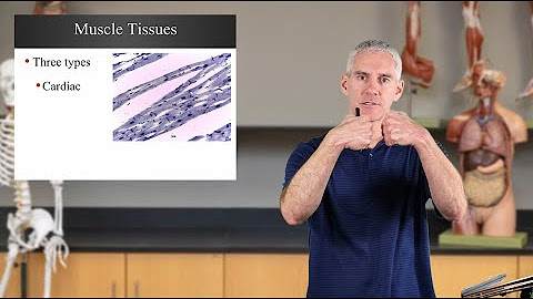 A&P - Muscular System Lectures - YouTube