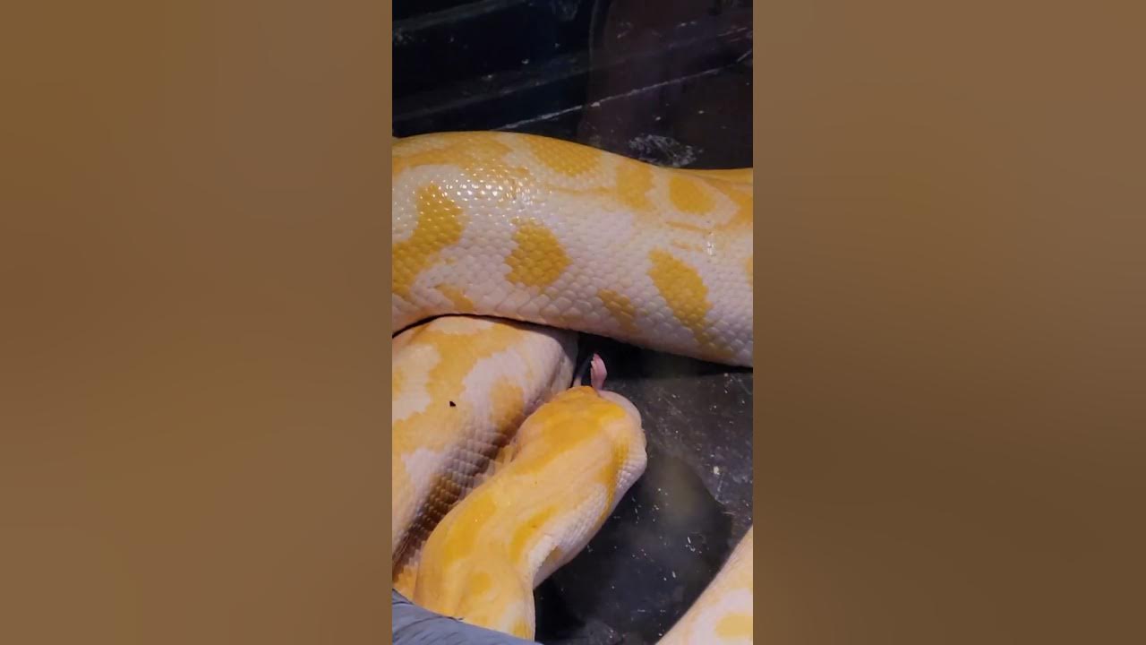 Albino Burmese Python eating it's dinner at the Austin Aquarium #python ...