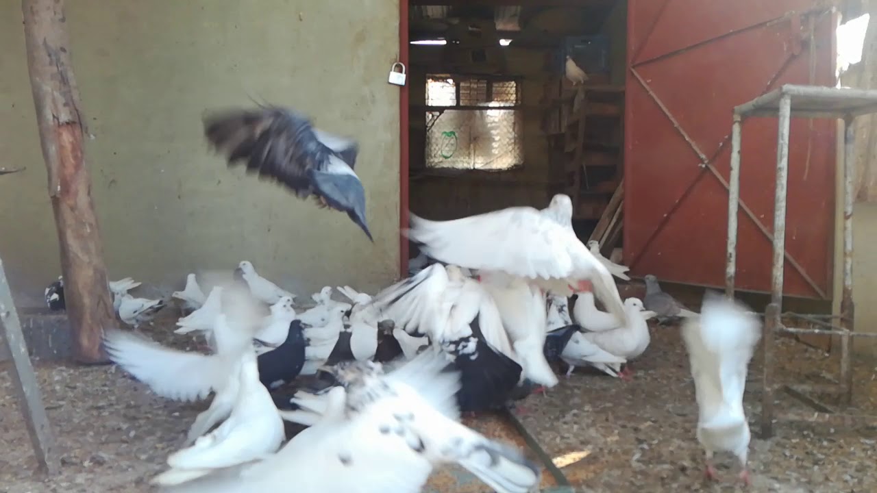 Early in the morning :) with my pigeons. - YouTube