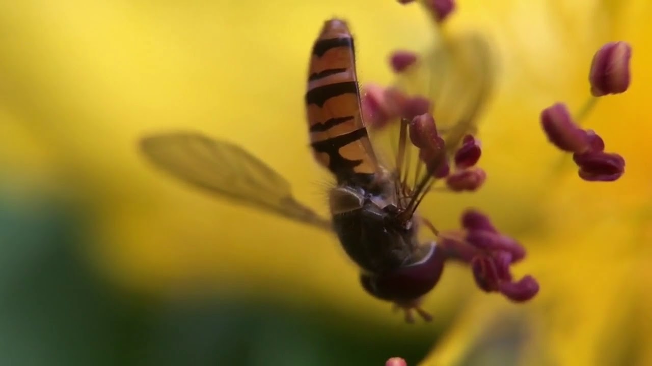 Hoverfly pollination | HD - 2018 | ANIMAL VIDEO - YouTube