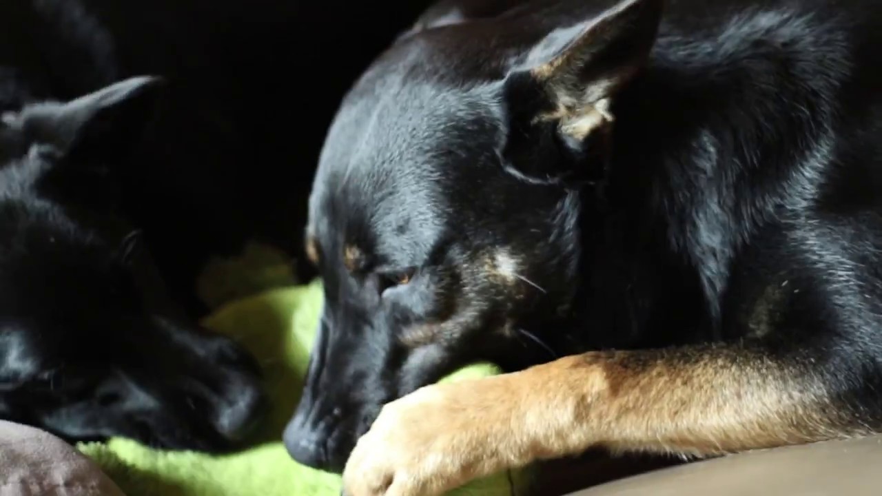 Kong Shells Turtle dog toy 'review' - YouTube