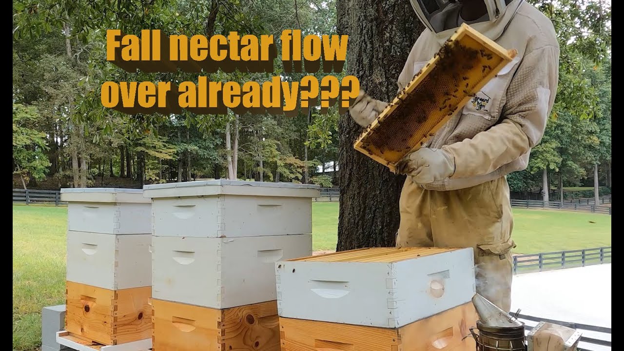 Fall nectar flow over? Beekeeping in Autumn - YouTube