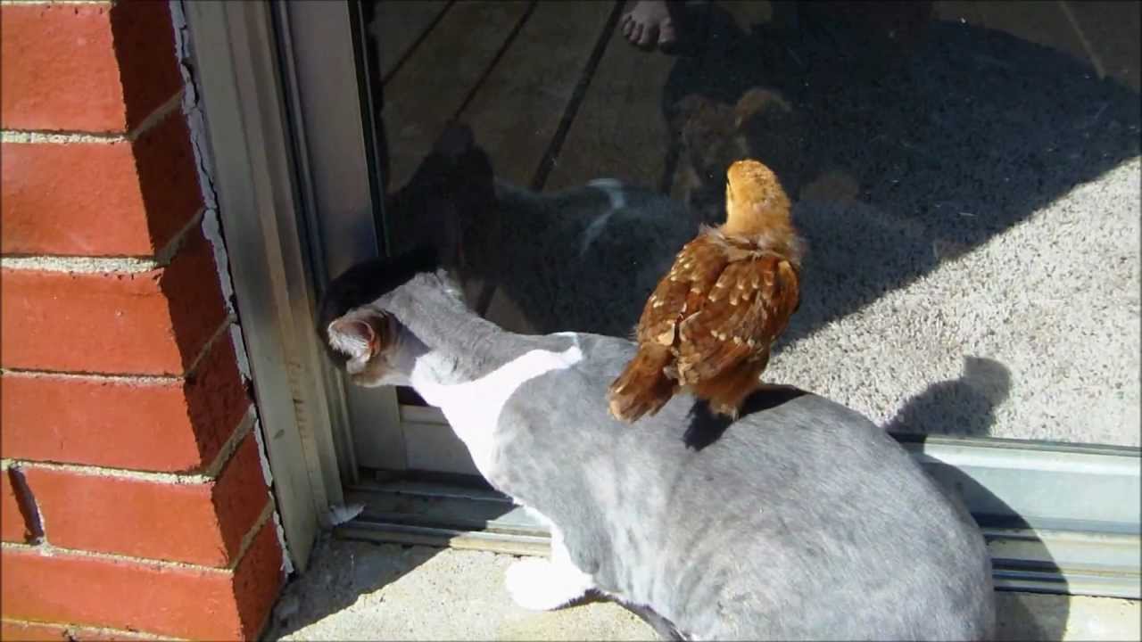 chicken riding a cat - YouTube