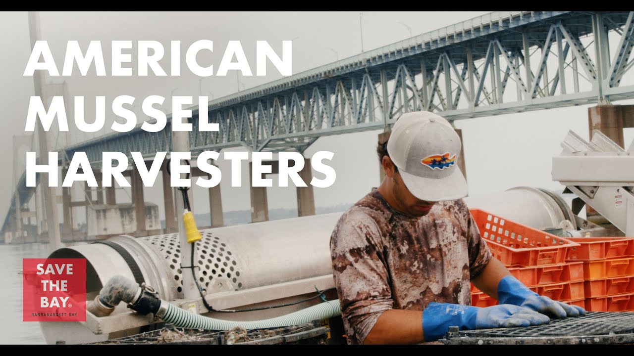American Mussel Harvesters - Taste of The Bay - Vendor Spotlight - YouTube
