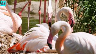 Lesser flamingo bird 4k ultra HD
