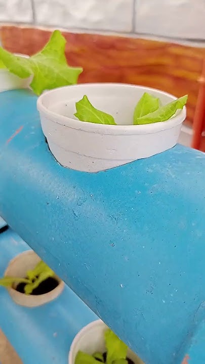 Aquaponics - YouTube