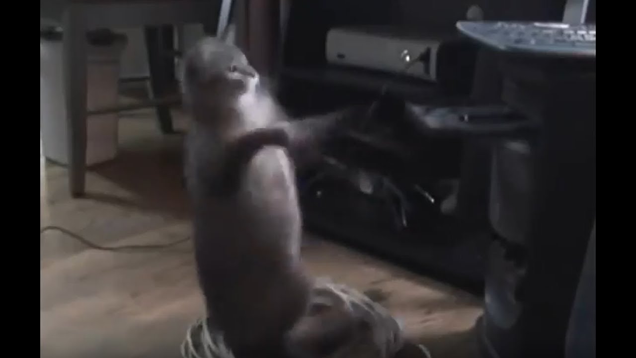 Funniest Scared Cats Home Compliation 2019 | Epic laughs - Funny Cat ...