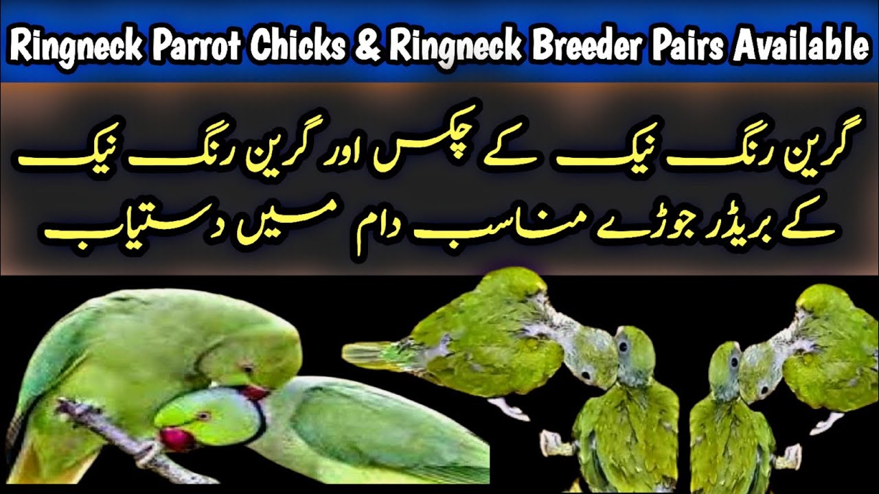 Ringneck Parrot Chicks & Ringneck Breeder Pairs Available|Ringneck ...
