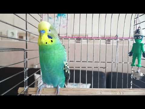 Eğlence Zamanı - Muhabbet Kuşu Mutluluk Sesi - Muhabbet kuşu sesi  #birds #birds #talkingparot