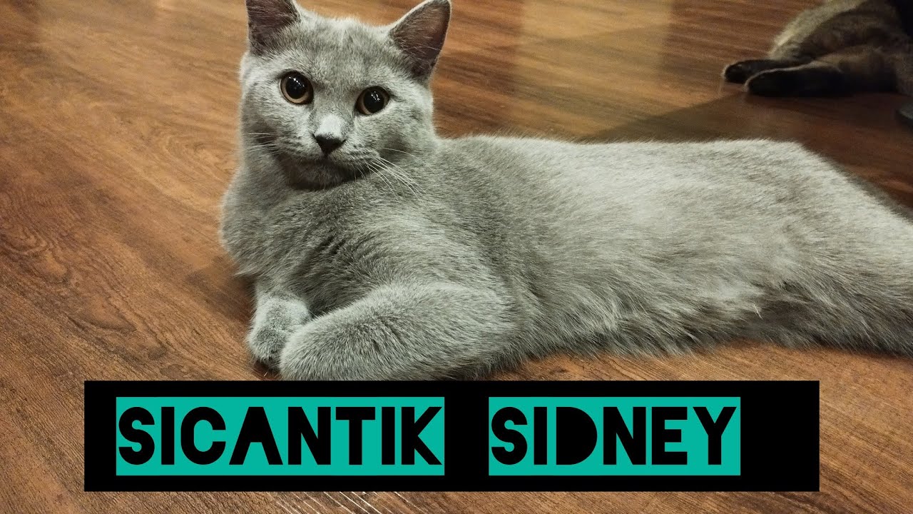 KUCING CANTIK "Sidney " - YouTube