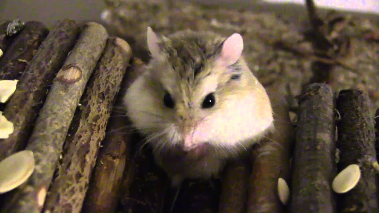 Roborovski Hamster Resting and Grooming - YouTube