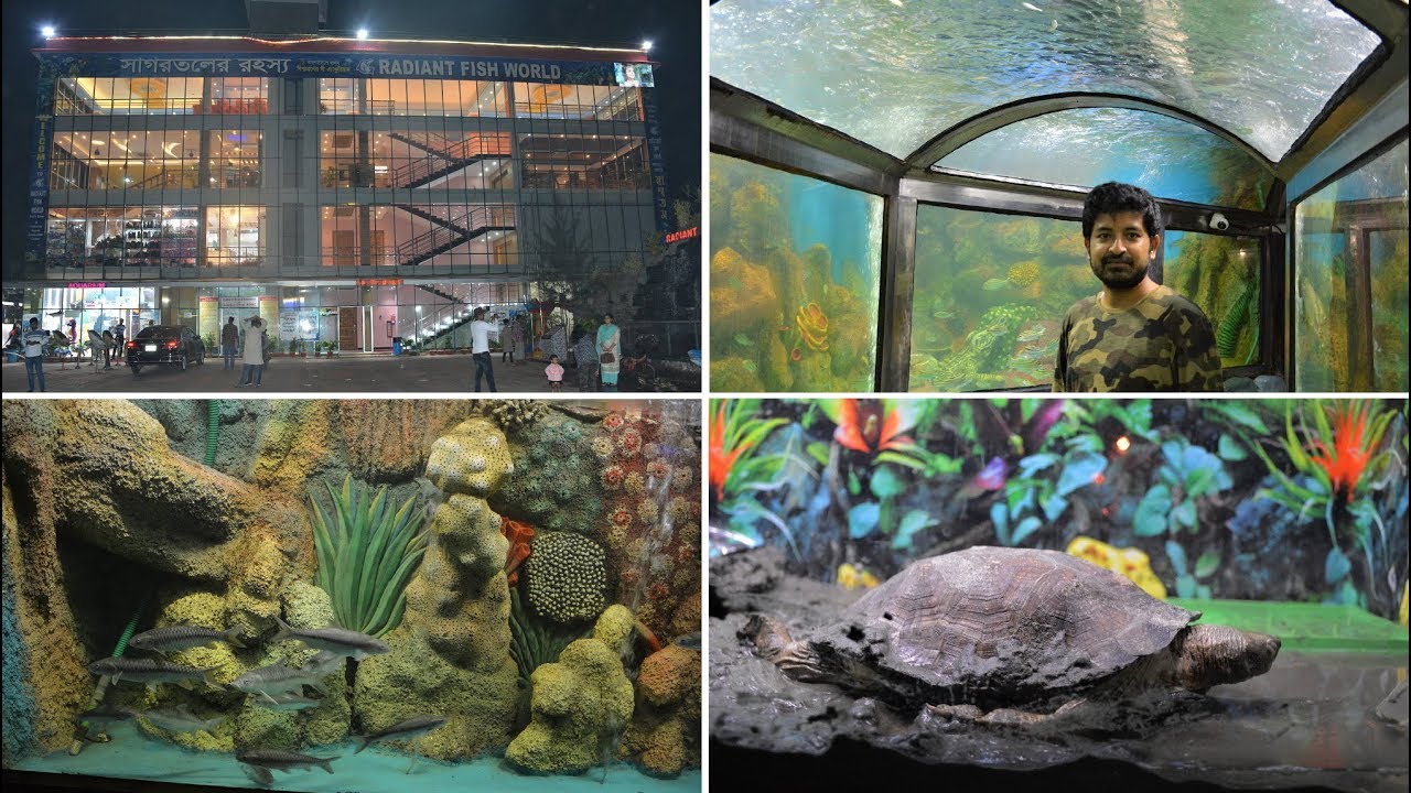Radiant Fish World, Cox's Bazar - Fish Aquarium - রেডিয়েন্ট ফিস ...