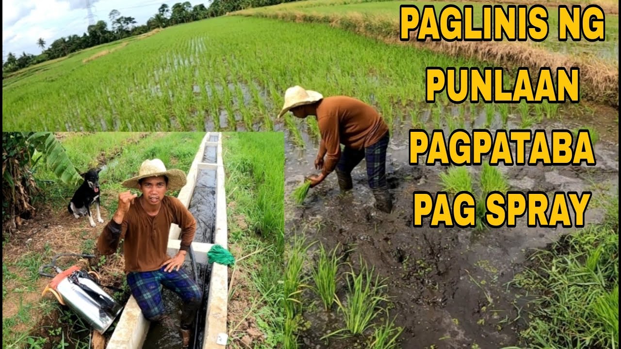 PAGLINIS NG PUNLAAN PAG ABUNO AT PAG SPRAY SA PALAYAN - YouTube