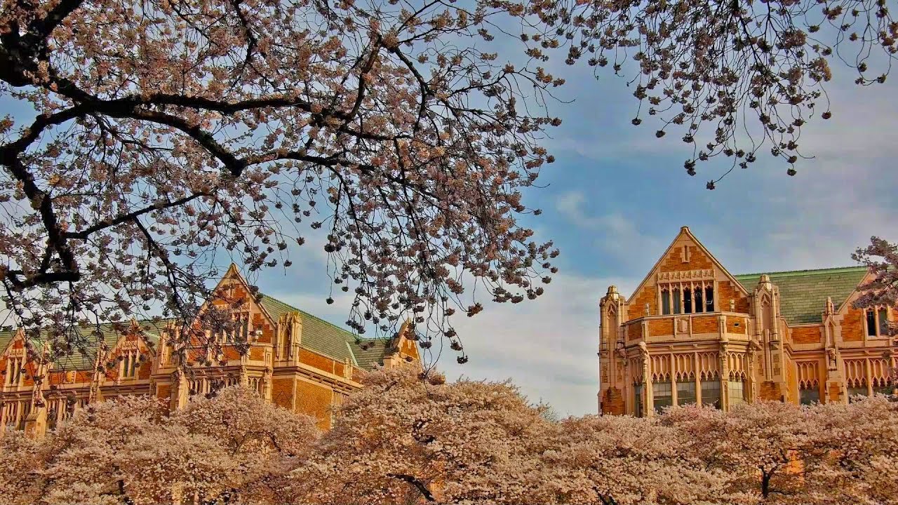 University of Washington Cherry Blossom 20170331 4K UHD - YouTube