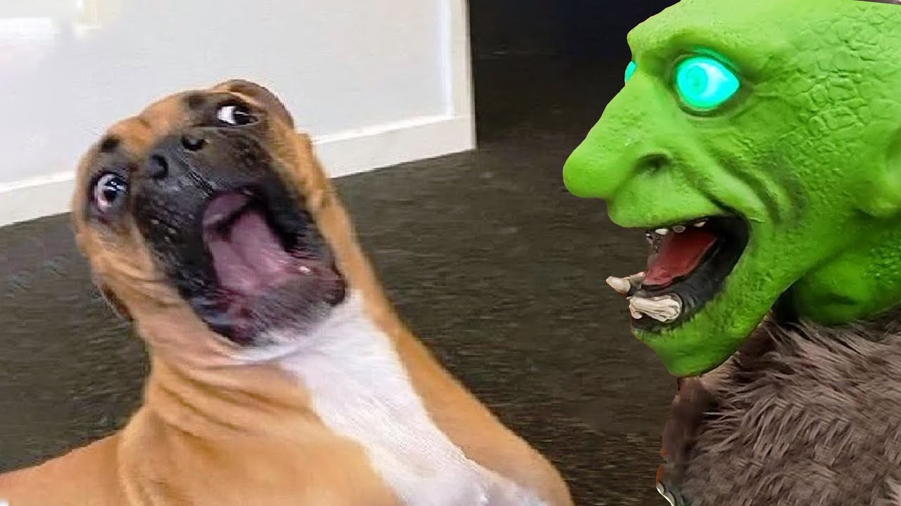 When Your Dog Is A Drama Queen| Funny Dramatic Dogs| The Pet Zone - YouTube