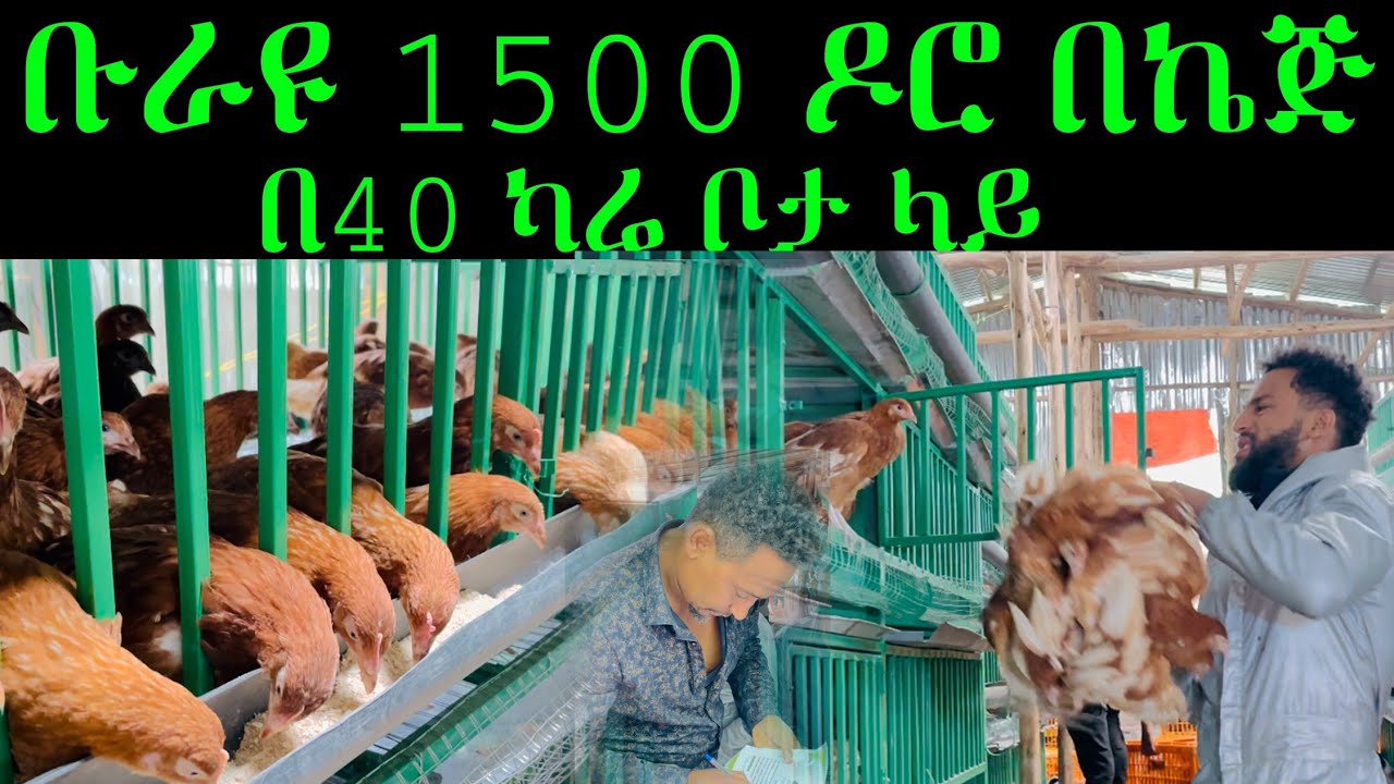 ቡራዩ በኬጅ በ 40 ካሬ ቦታ ብቻ 1500 ዶሮ አስጀምረናል | poultry 1500 layer on cage in ethiopia burayu| - YouTube