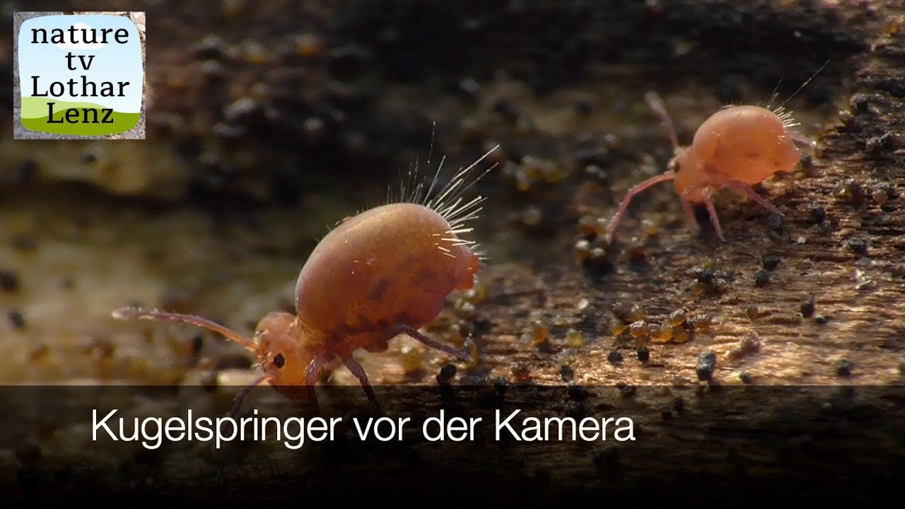 Farbenfrohe Welt der Kugelspringer. The colorful world of Globular ...