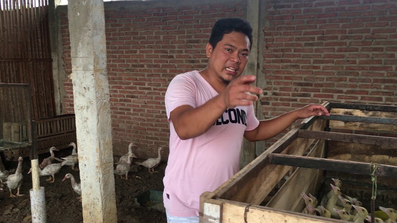 Model kandang untuk anak entok - YouTube