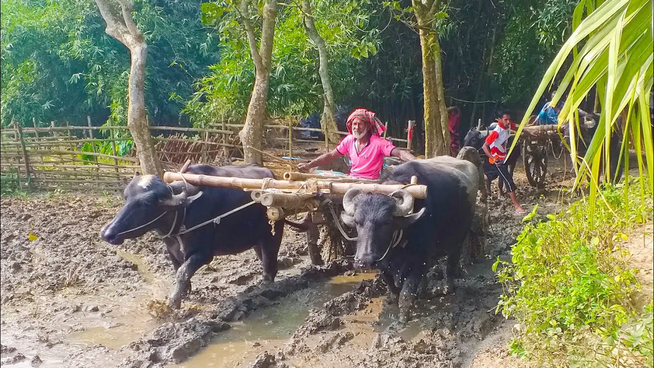 Nature of Beauty ||Buffalo Cart Ride to Deep Mud || Buffalo GanG999 ...