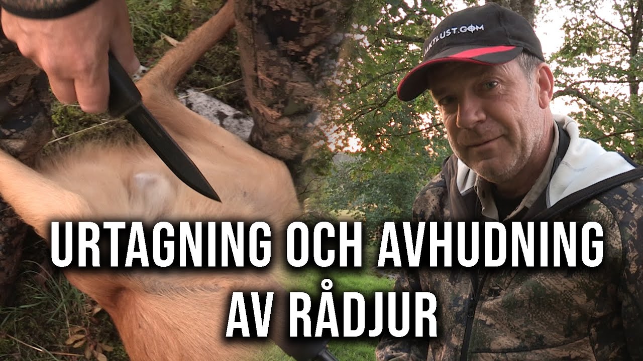 Urtagning och avhudning (flåning) av rådjur - YouTube