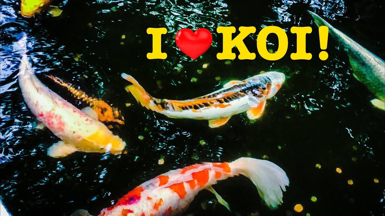 Helping Koi Fish At Japanese Tea Garden - YouTube