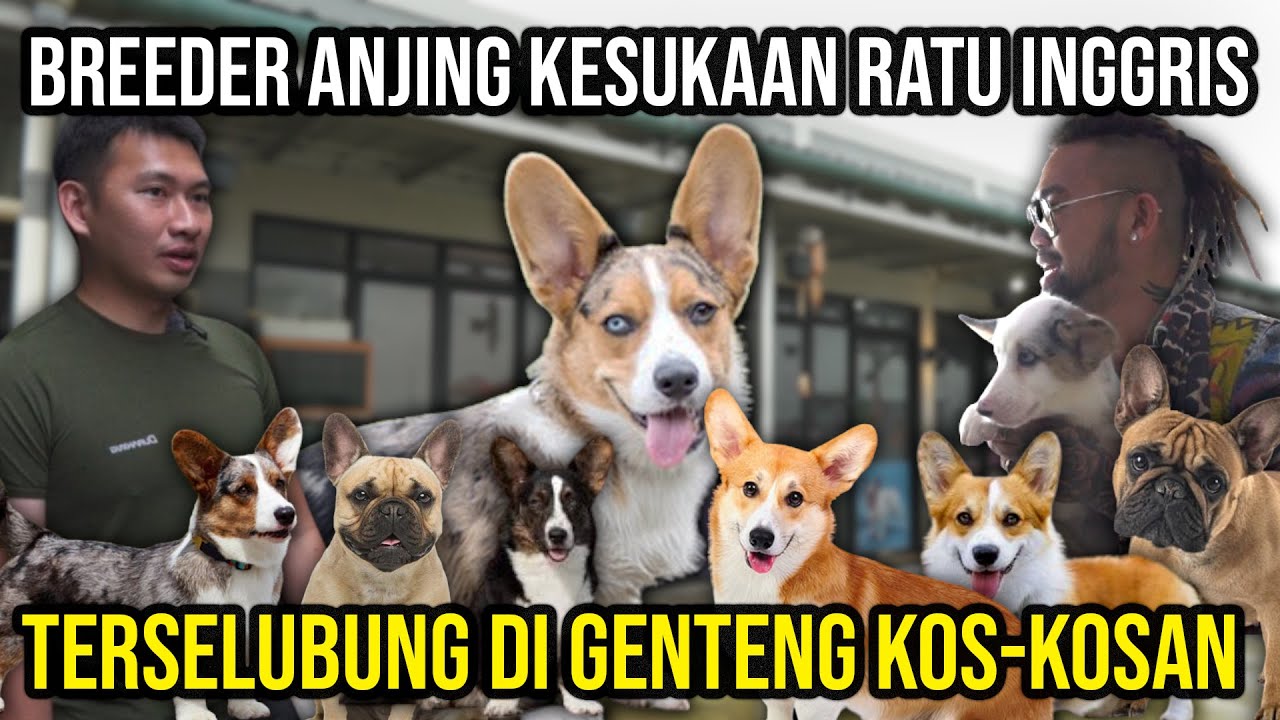 BREEDER ANJING KESUKAAN RATU INGGRIS TERSELUBUNG DI GENTENG KOS-KOSAN ...
