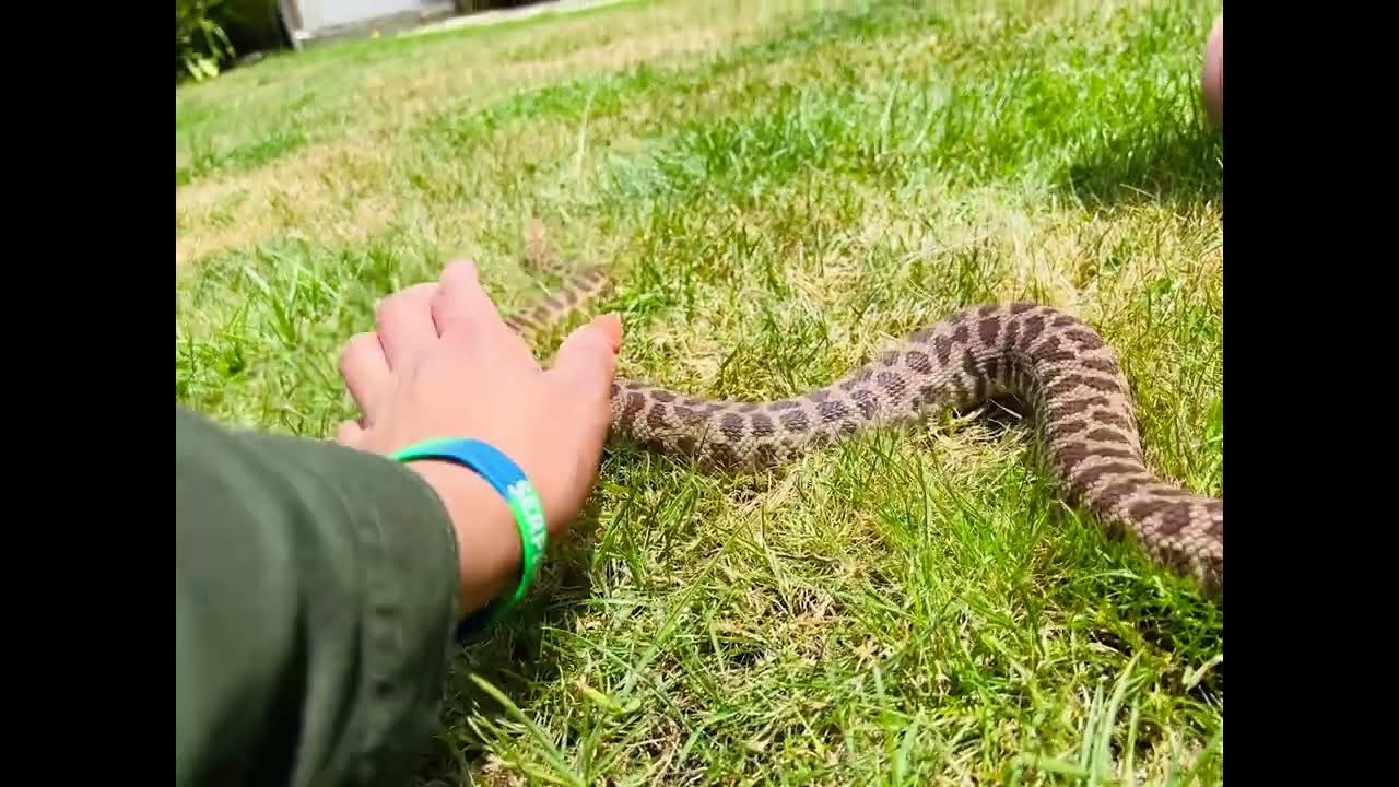 Australian 2nd Smallest Python 🐍 Youtube
