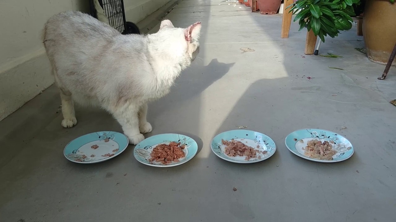 Cat Food Test with Le Cats - YouTube