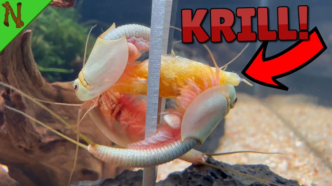 Triops Eating Freeze-Dried Krill - YouTube