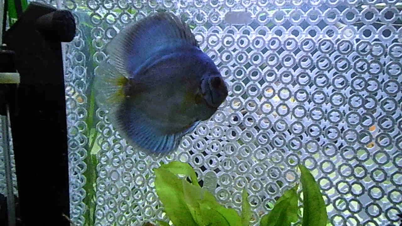 Pareja Peces Disco Macho: Blue Diamond-Hembra: Red Snake Skin... - YouTube