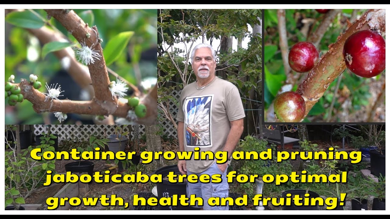 Jaboticaba trees in containers pruning, care techniques, fast growth ...