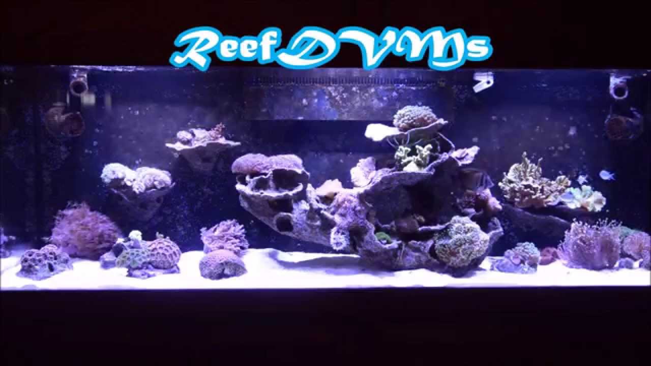 DIY How To Dream Aquarium Update - YouTube