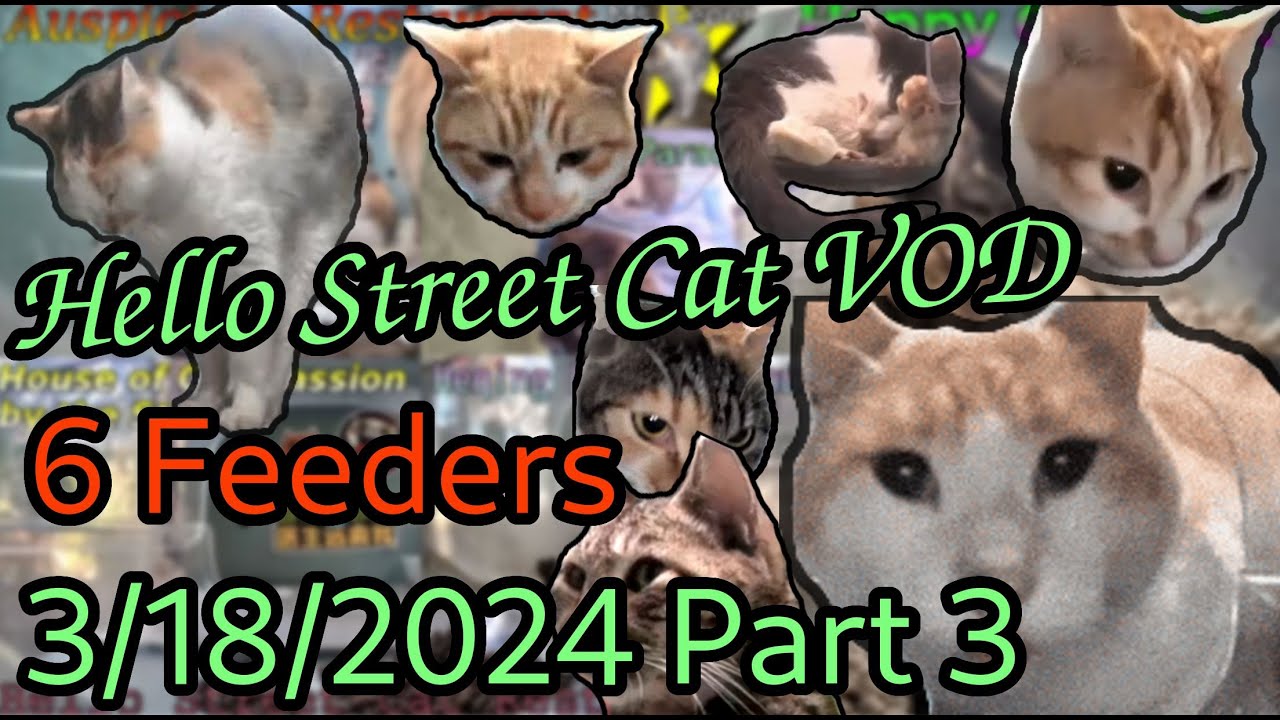 Hello Street Cat VOD - 3/18/2024 Part 3 - YouTube