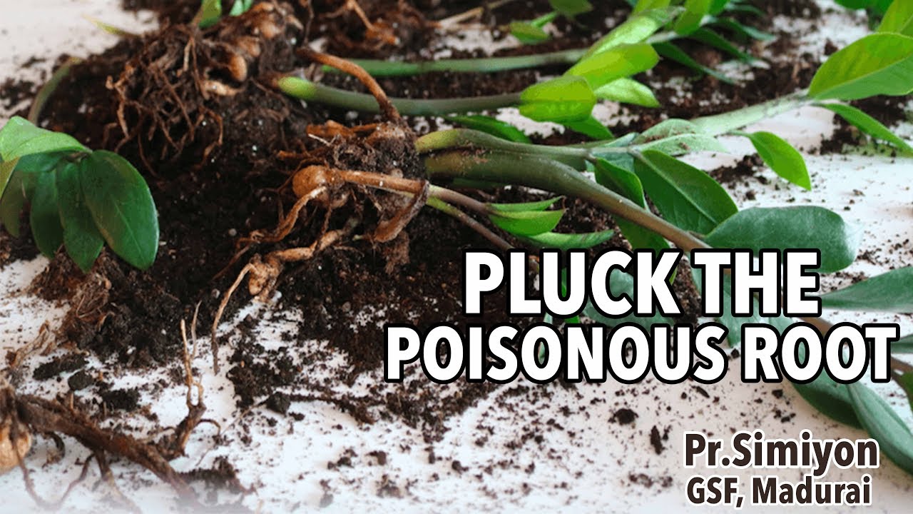 களைந்து விடுவோம் கசப்பு உணர்வை (Pluck the poisonous root) - Pr.P ...