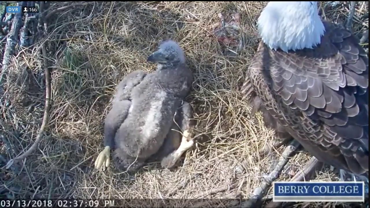 2018 03 13 Berry College Eagles: Oops, B10 takes a tumble - YouTube