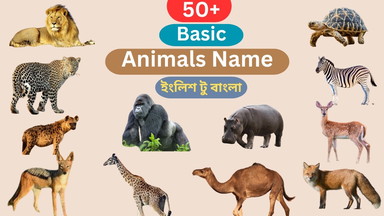 50 Basic Animals Vocabulary With Picture in English to Bangla | পশুর ...