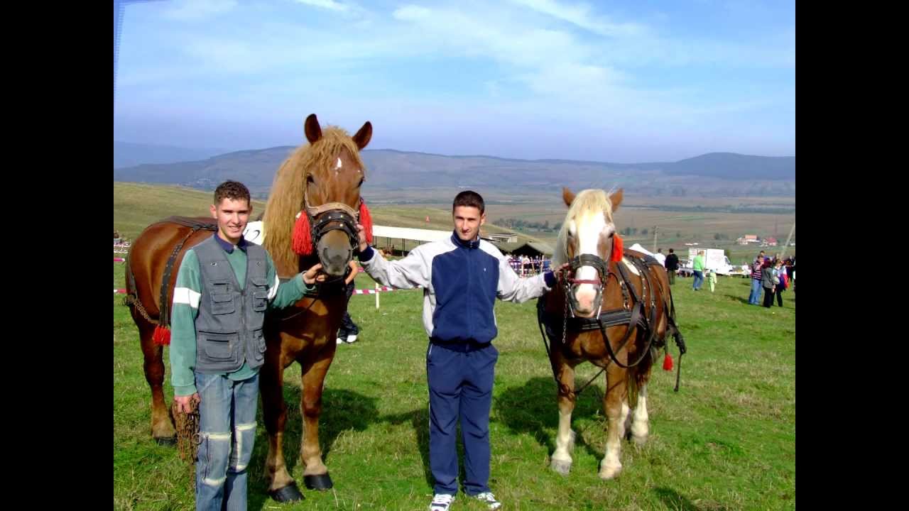 Concurs de tractiune si calarie cu cai Micesti - 2006! - YouTube