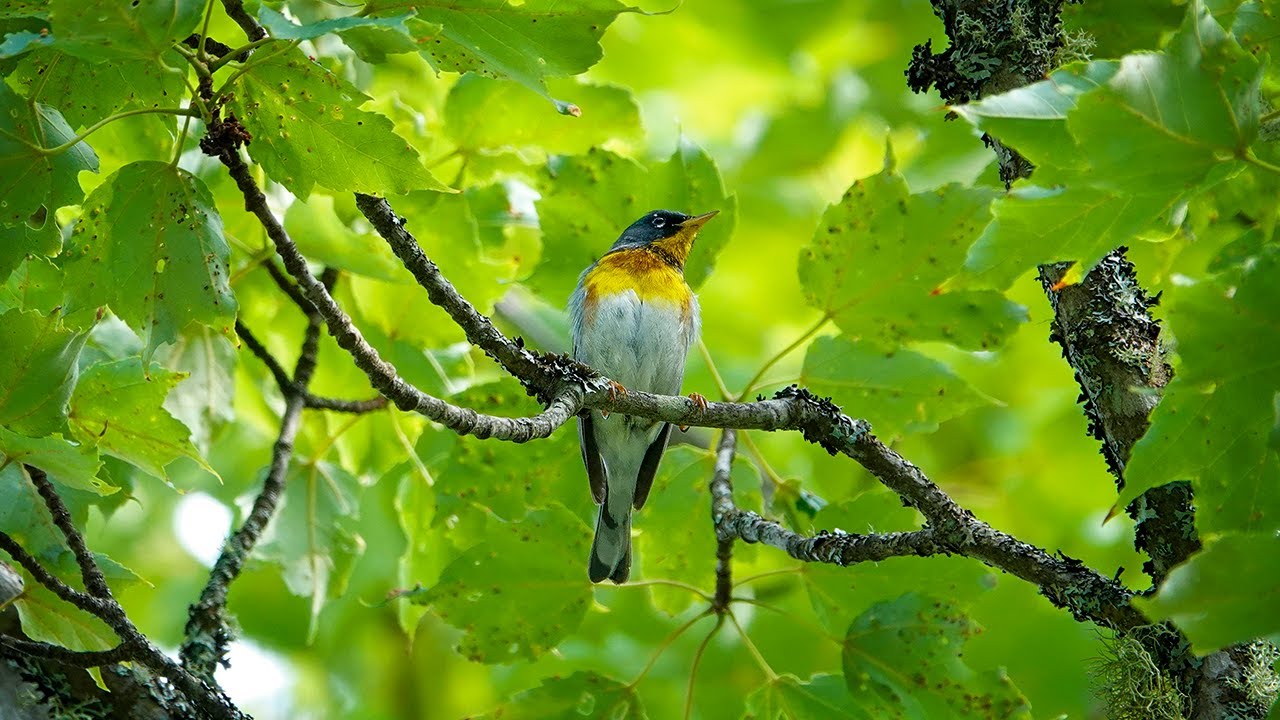 Northern Parula Song (19 July 2020) - YouTube