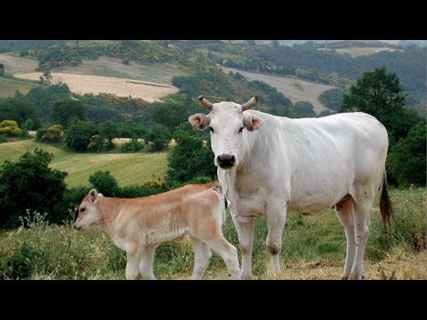 Cow video / Cow / Cow sound / Cow shorts / Cow voice / Cow baby / Cow ...