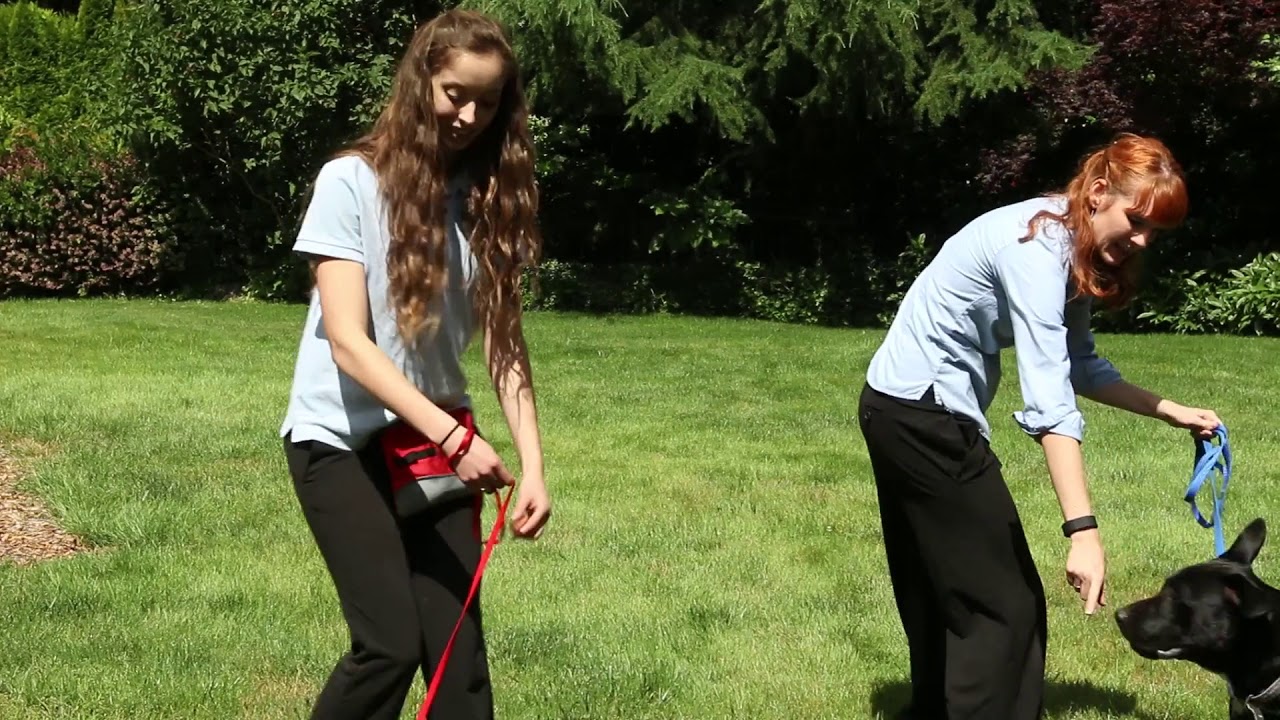 Behavior Training 53a Parallel Dog Walking - YouTube