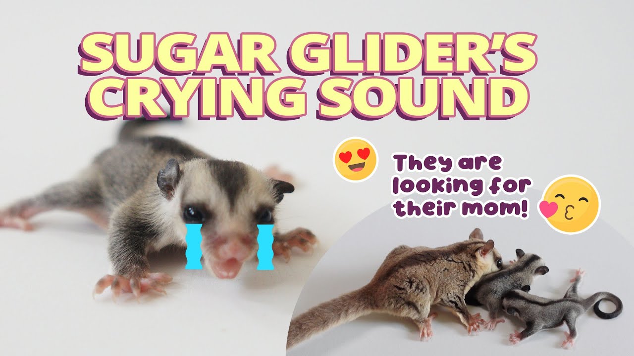 Joey Sugar Glider's Crying. Cute and Adorable! - YouTube