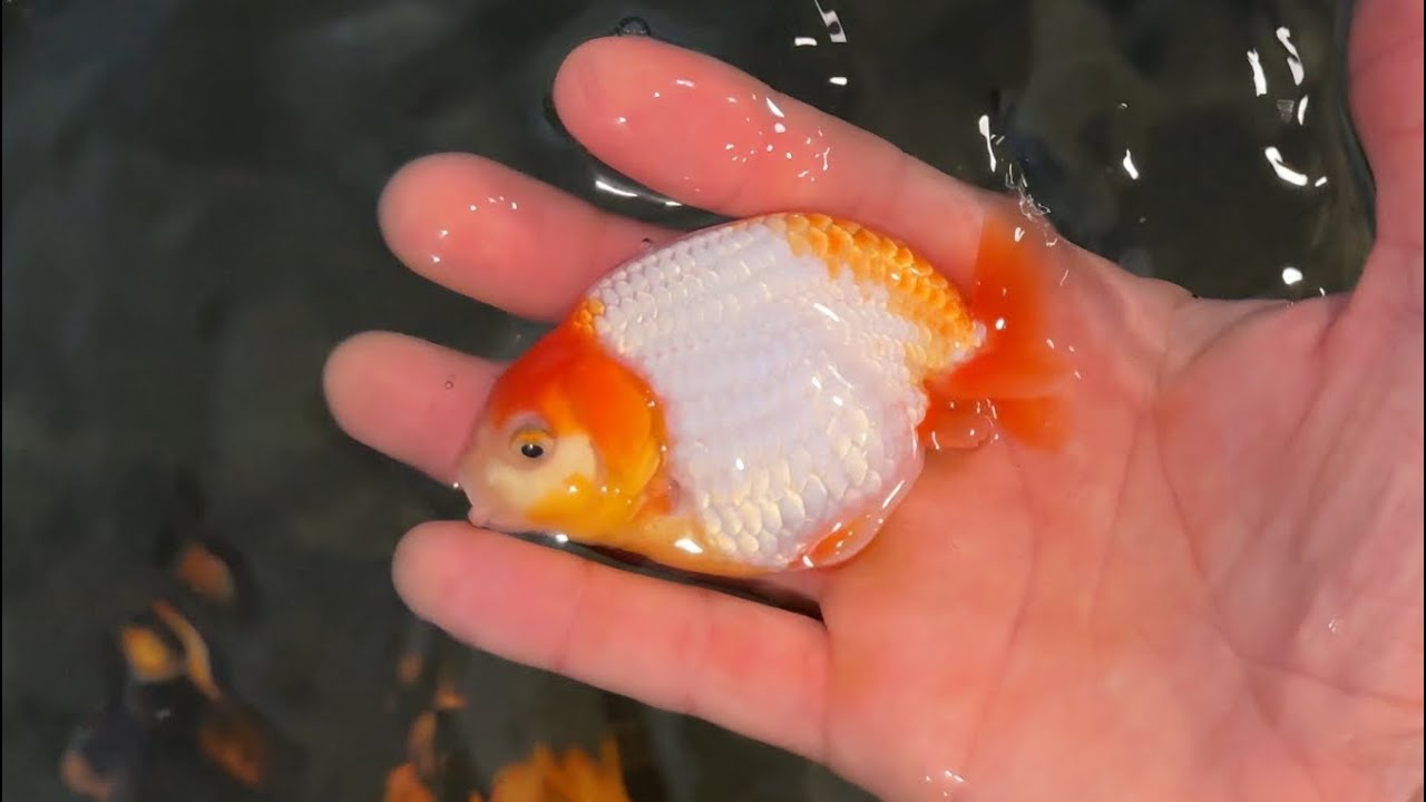 Basement fish farm update - YouTube