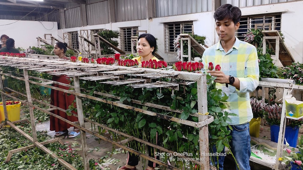 🌹 ️ export packing roses - YouTube