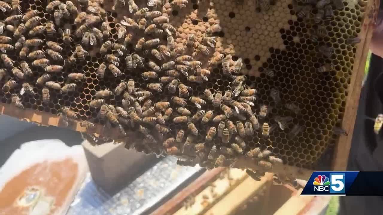 What Is The State Insect of Vermont? (Honey Bee Guide) - Birdshow.blog