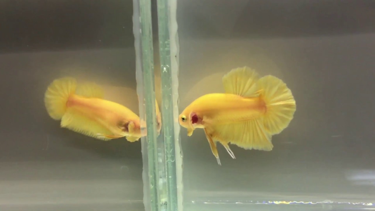 Yellow HMPK Pair - YouTube