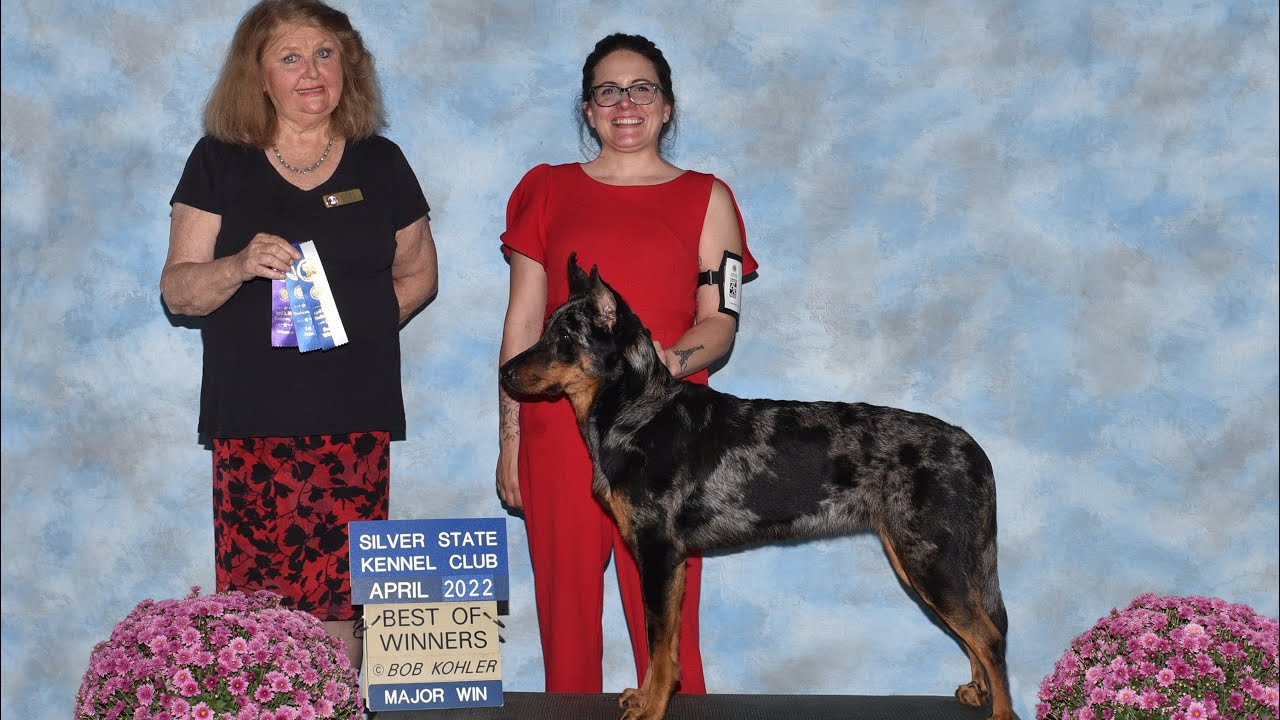 AKC Rally Novice Course #5 - YouTube