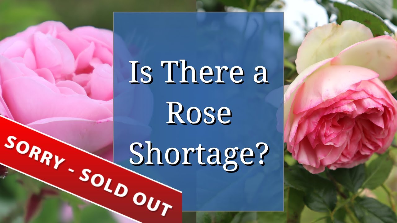 Is There A Rose Shortage YouTube Is There A Rose Shortage YouTube