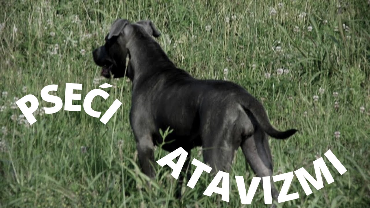 Pseći atavizmi - YouTube